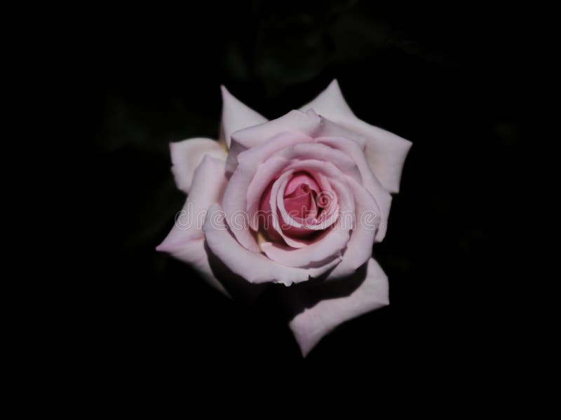 Pink Rose on Black Background Stock Photo - Image of softness, rose ...