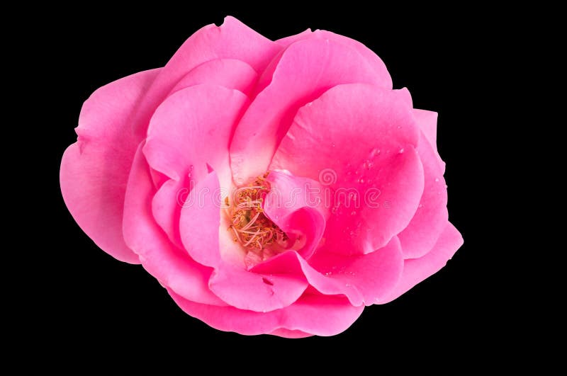 Pink Rose on a Black Background Stock Image - Image of flower, glow ...