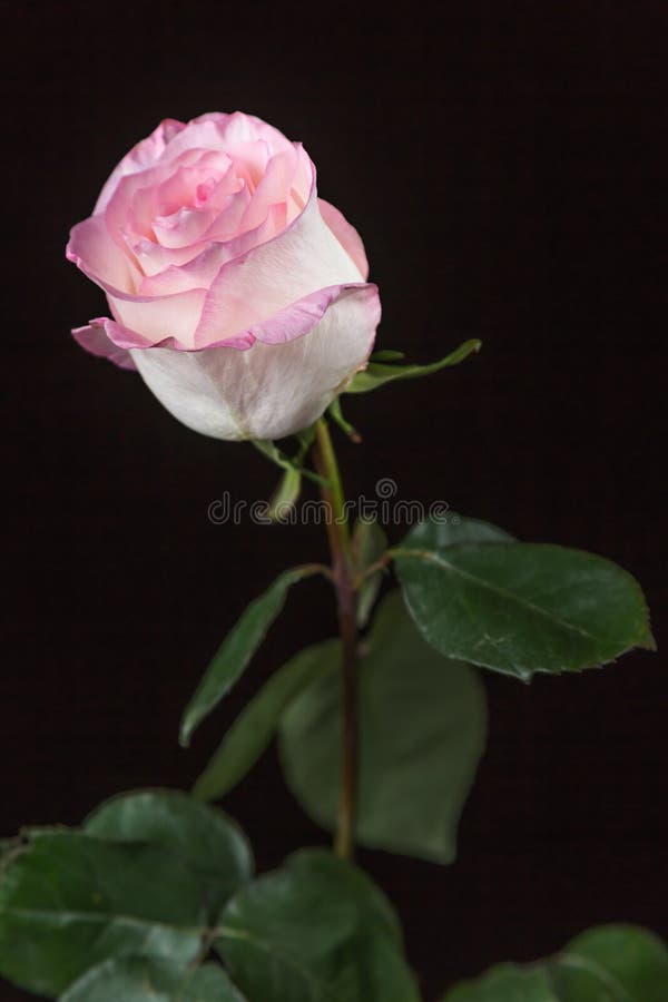 Pink Rose on a Black Background. Stock Image - Image of black, passion ...