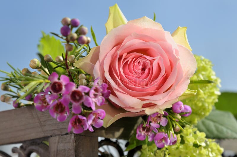 Pink rose in bloom stock image. Image of rose, bunch - 13598373