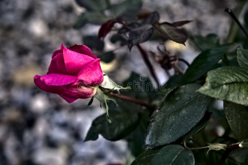 Pink Rose in Bloom on Its Stem Stock Photo - Image of flower, fresh ...