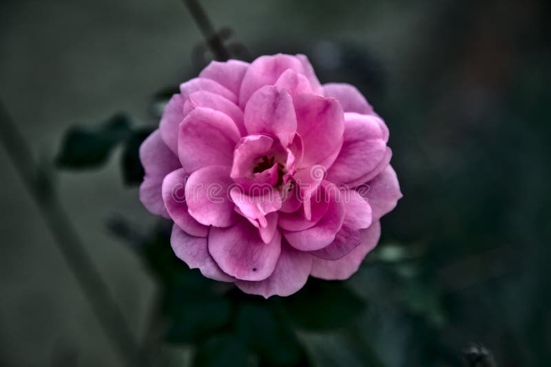 Pink Rose in Bloom on Its Stem Stock Image - Image of macro, fresh ...