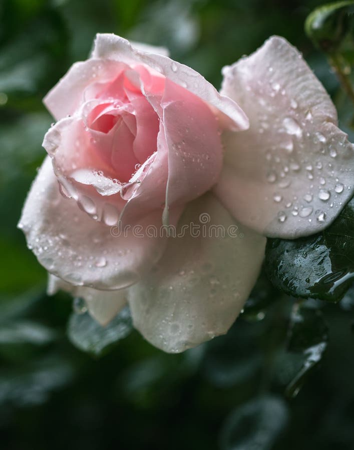 Pink Rose Bloom in the Rain Stock Image - Image of pink ...