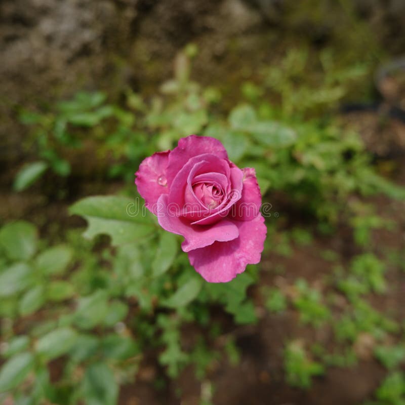 Pink Rose Bloom in the Rainy Season Stock Image - Image of gardening ...
