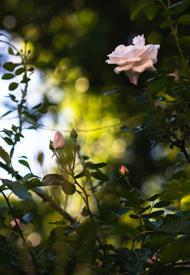 Pink Rose Bloom and Sunshine Stock Image - Image of county ...