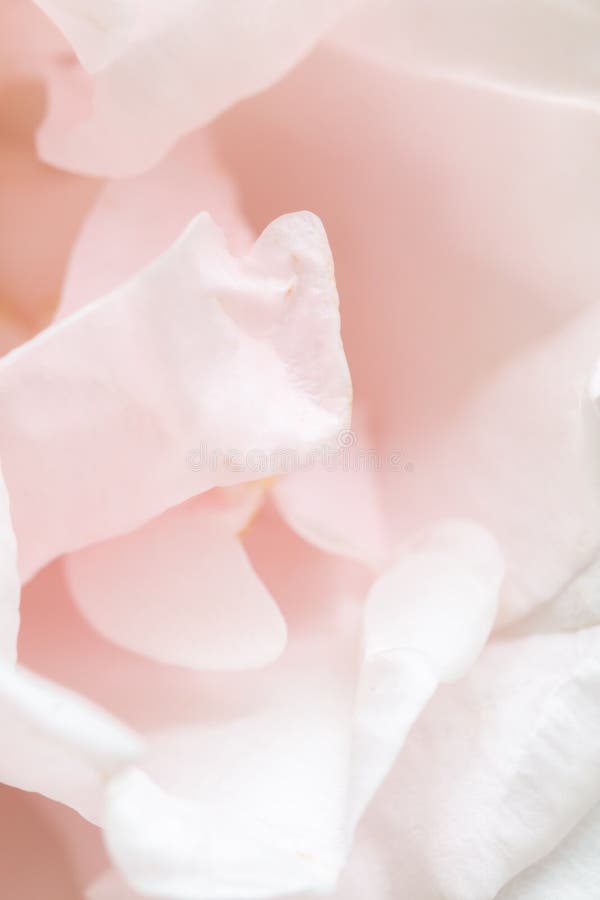 Pink Rose Bloom stock photo. Image of rose, macro, marion - 267849948