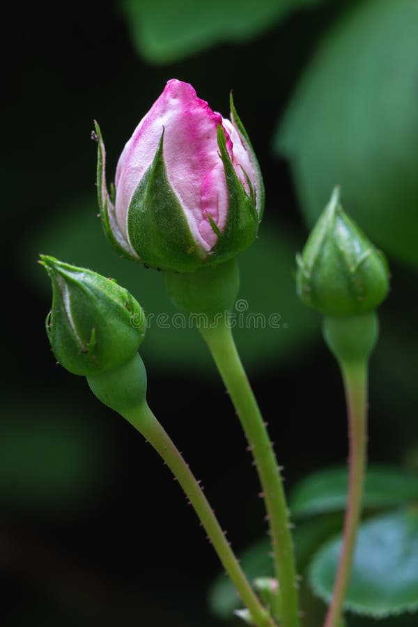 Pink Rose Bloom stock photo. Image of marion, roses - 267849956