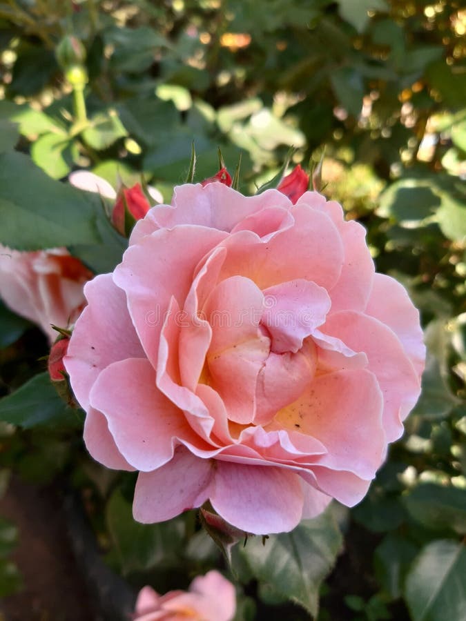 A Pink Rose Bloomed in the Garden Stock Image - Image of bloomed ...