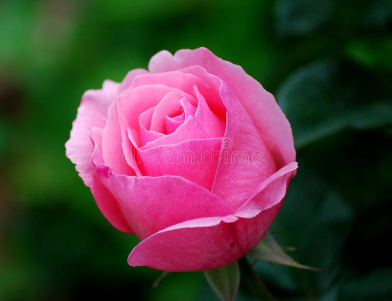 Pink Rose stock photo. Image of perfect, blooming, rose - 39818330