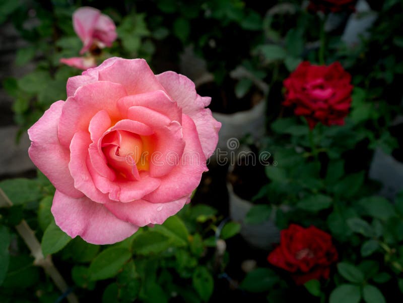 Pink Rose Blooming stock image. Image of blossom, natural - 164645309