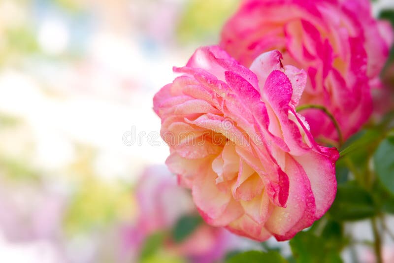 Pink Rose Blooming in Garden. Stock Photo - Image of celebration, rose ...