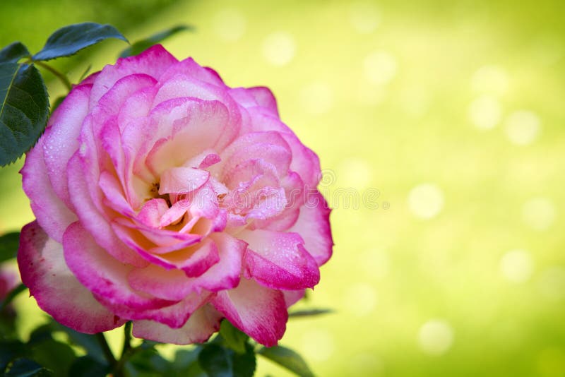Pink Rose Blooming in Garden. Stock Photo - Image of plant, beauty ...