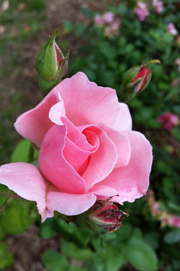 Pink rose blooming stock image. Image of bright, unfold - 95375005