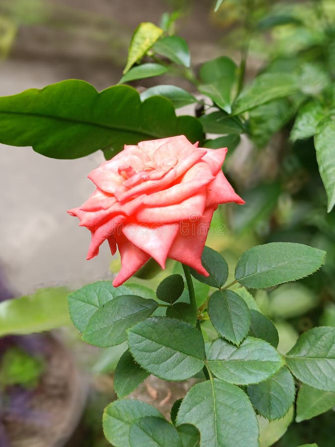 Violetcarson Stock Photos - Free & Royalty-Free Stock Photos from ...