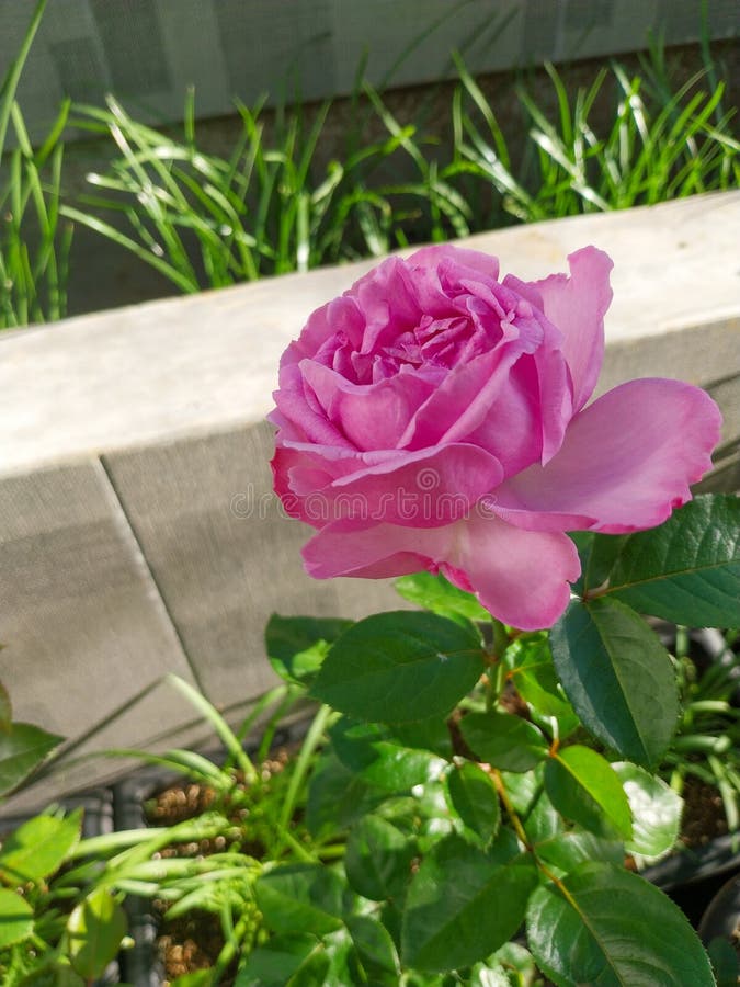 A Pink Rose Blooms in the Garden. Stock Photo - Image of plant, leaf ...