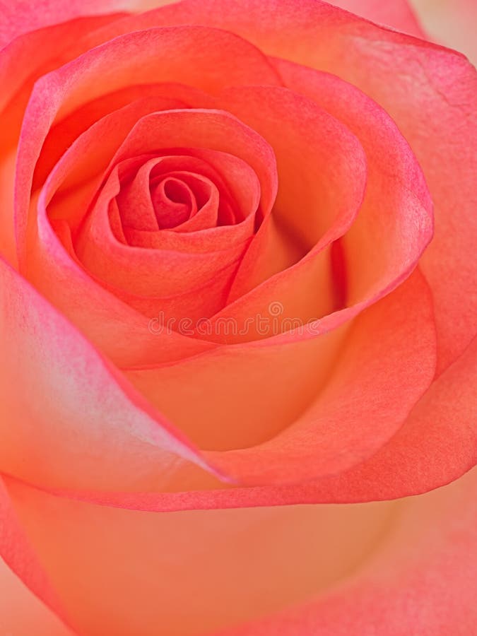 Rode Background Vertical Stock Photos - Free & Royalty-Free Stock ...