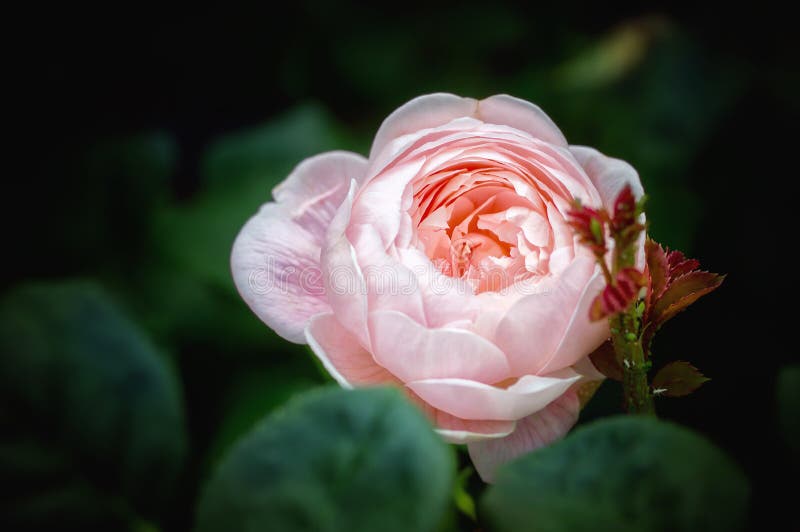 Pink rose blossom stock image. Image of blossom, decoration - 129980091
