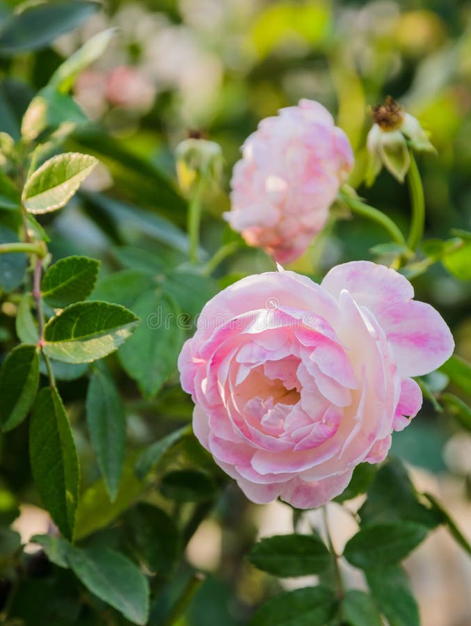 Peony spring garden stock photo. Image of peonies, peony - 4943194