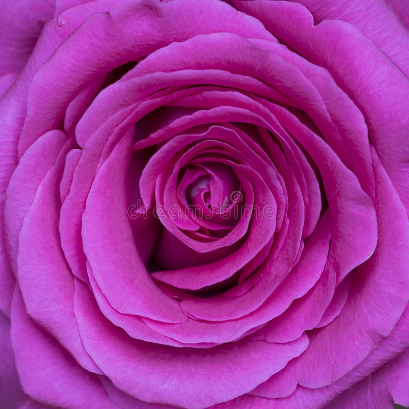 Pink rose blossom macro stock image. Image of love, color - 88478475