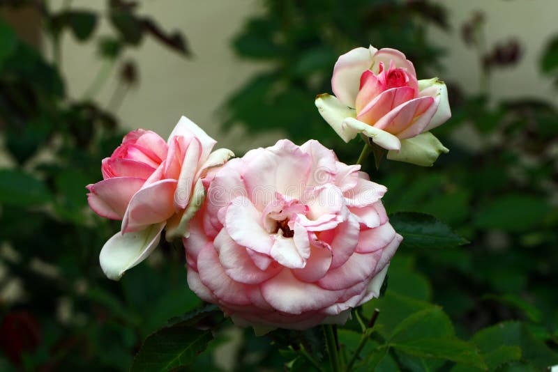Pink rose stock photo. Image of nature, cultivated, blossom - 126552020