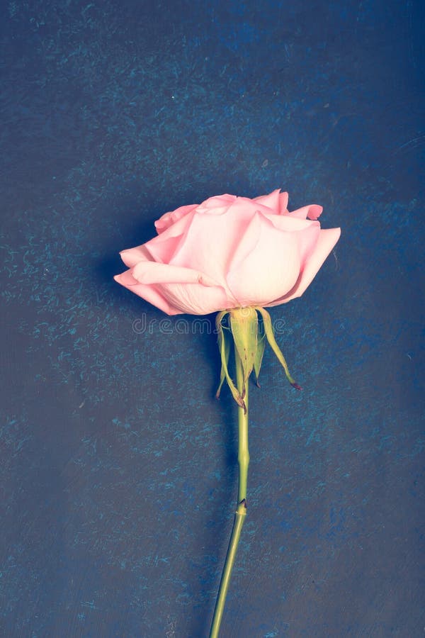 Pink Rose on Blue Background Stock Photo - Image of romantic, valentine ...