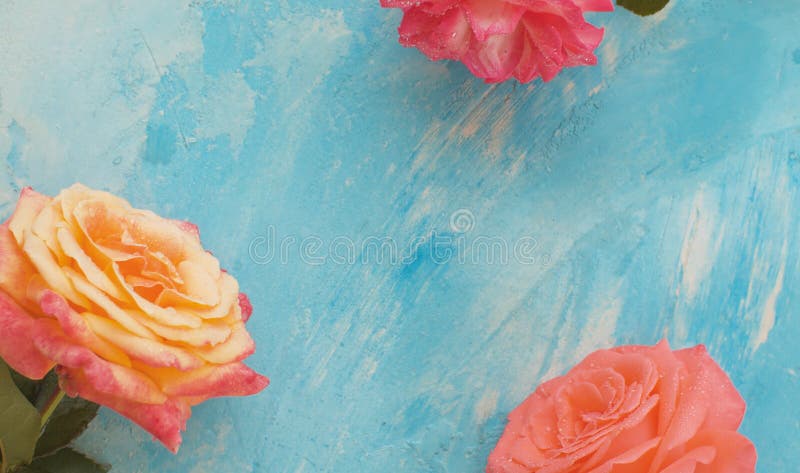 Pink Rose on a Blue Background Stock Photo - Image of pink, green ...
