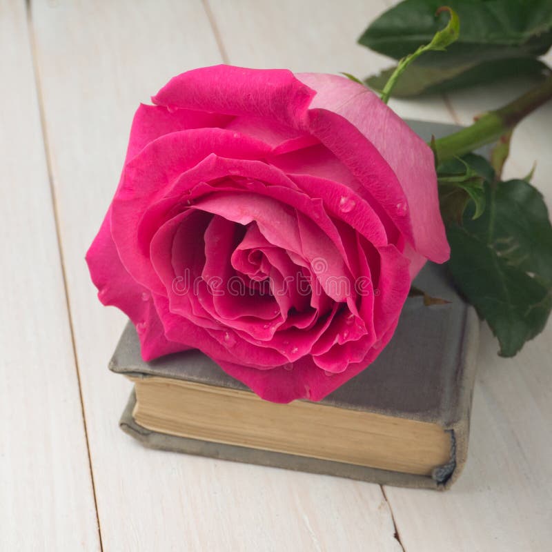 Pink rose on the book stock image. Image of planks, nature - 51912973