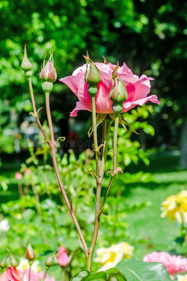 Pink rose on branch stock image. Image of branch, branches - 42186593