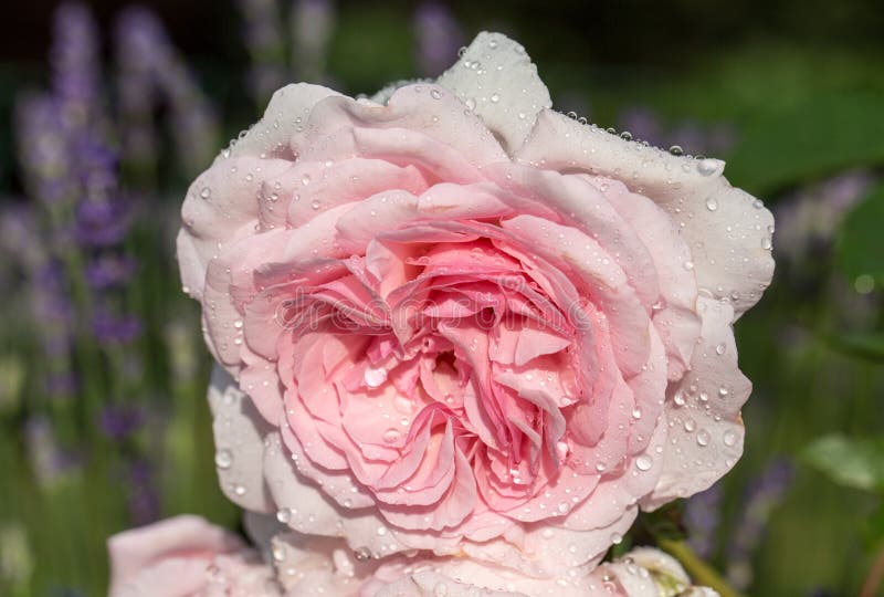 Pink Rose on the Branch in the Garden after Rain. Stock Photo - Image ...