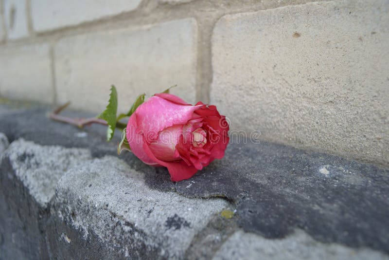 Pink rose stock image. Image of bricks, leaves, foundation - 68518363