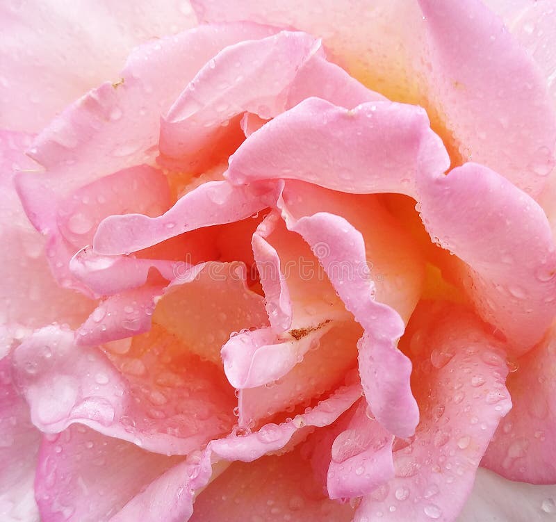 Pink Rose is Bright in a Beautiful Garden Stock Photo - Image of ...