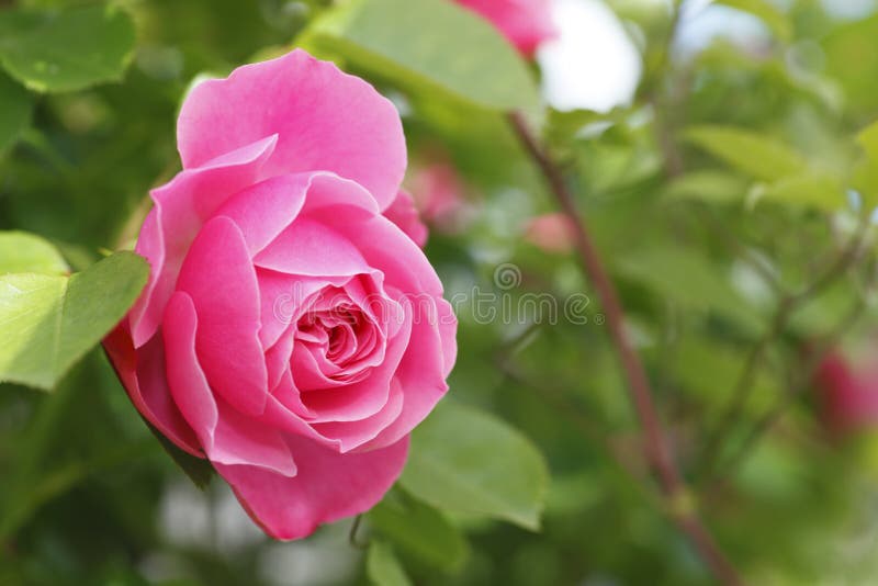 Pink rose stock image. Image of floral, florist, bright - 41532765