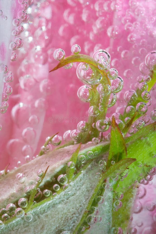 Pink rose bubble leaf stock image. Image of wonder, rose - 10207837