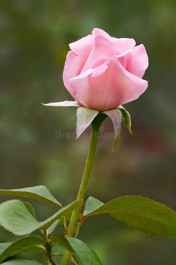 Pink rose bud stock image. Image of bloom, spring, summer - 14105425