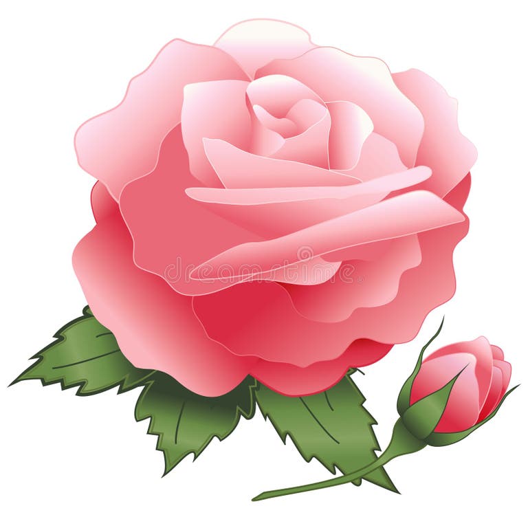 Pink Single Rose Stock Illustrations – 12,953 Pink Single Rose Stock ...