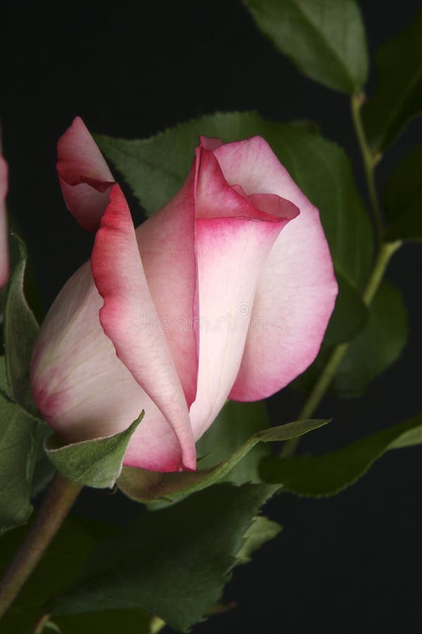 Pink Rose Bud stock image. Image of pinnate, petal, pink - 8357299