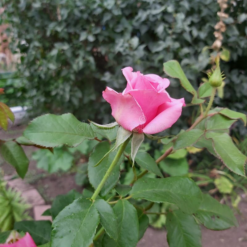 Pink Rose Bud on a Bush in Summer ï¿¼ Stock Photo - Image of peony ...