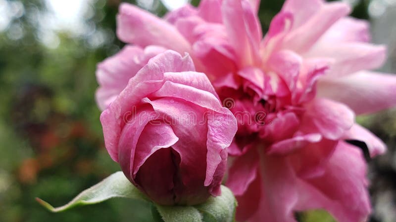Pink Rose Bud Close-Up with a Partially Open Bloom Stock Image - Image ...
