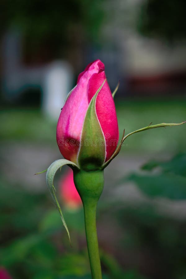 Pink Rose Bud stock image. Image of rose, petals, flora - 94442807