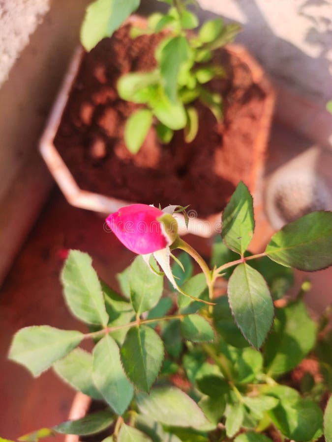 Pink Rose Bud Flower in the Garden in Daylight Stock Photo - Image of ...