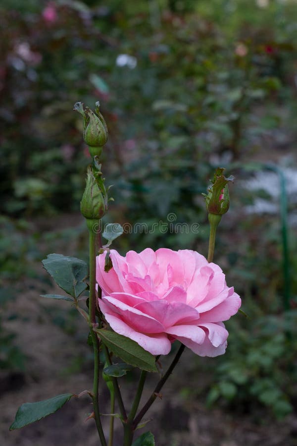Pink Rose Bud in the Garden Stock Photo - Image of closeup, beauty ...