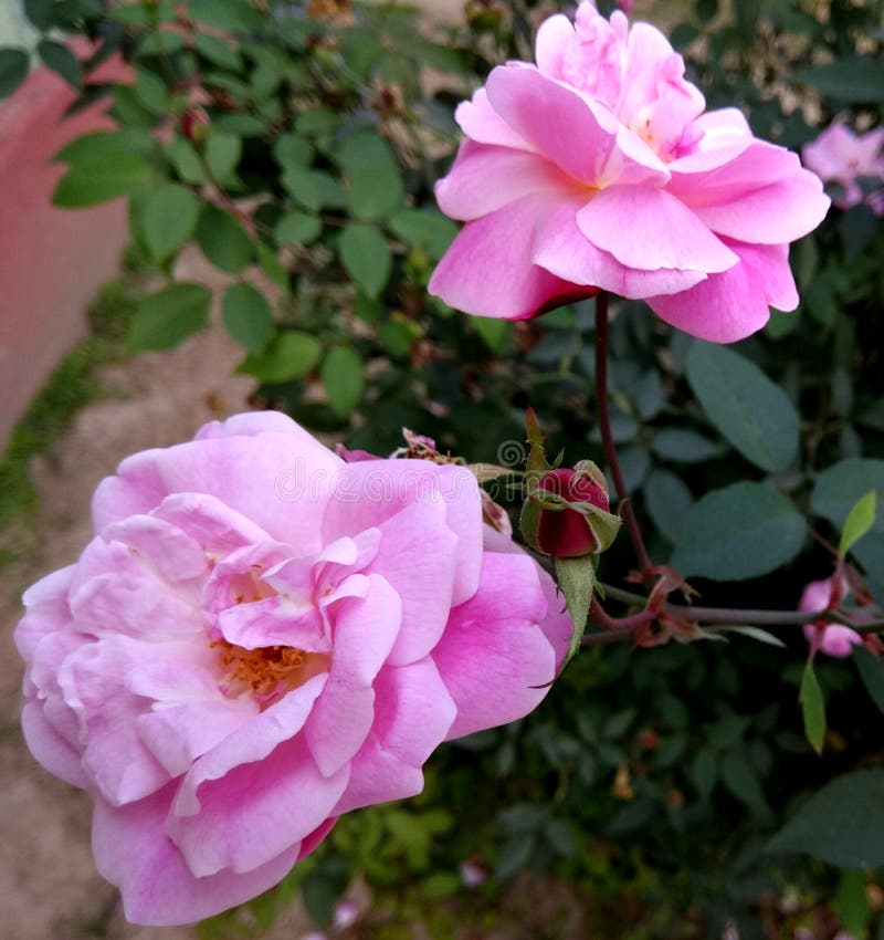 Pink Rose with Bud in Garden, Macro Closeup of Rose Flower Stock Photo ...