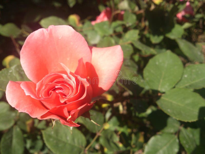 Pink rose bud. stock photo. Image of nature, colors, natural - 70701256