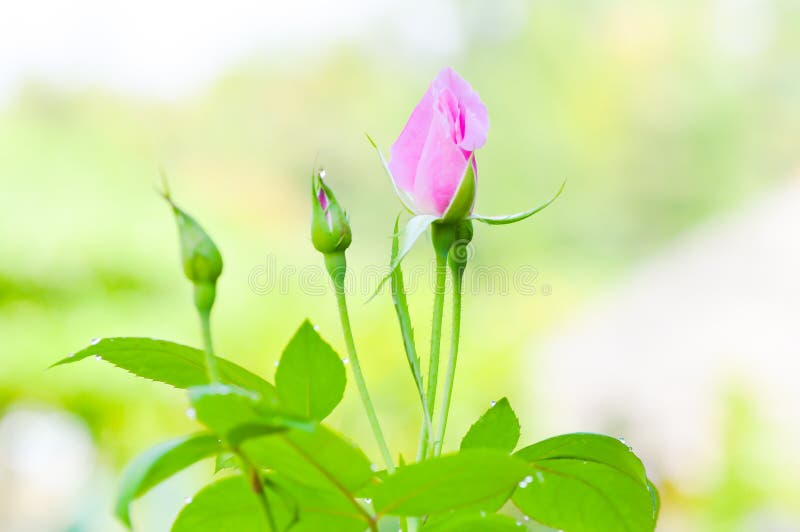 Pink rose,bud of rose stock photo. Image of green, budded - 47995308