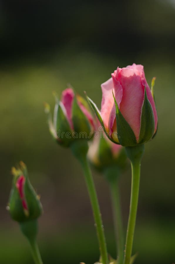 Pink rose bud stock photo. Image of outside, herb, pink - 89847776