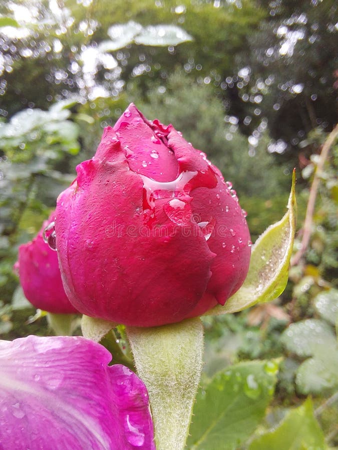 Pink Rose Bud with Water Drops Stock Image - Image of pink, wildflower ...