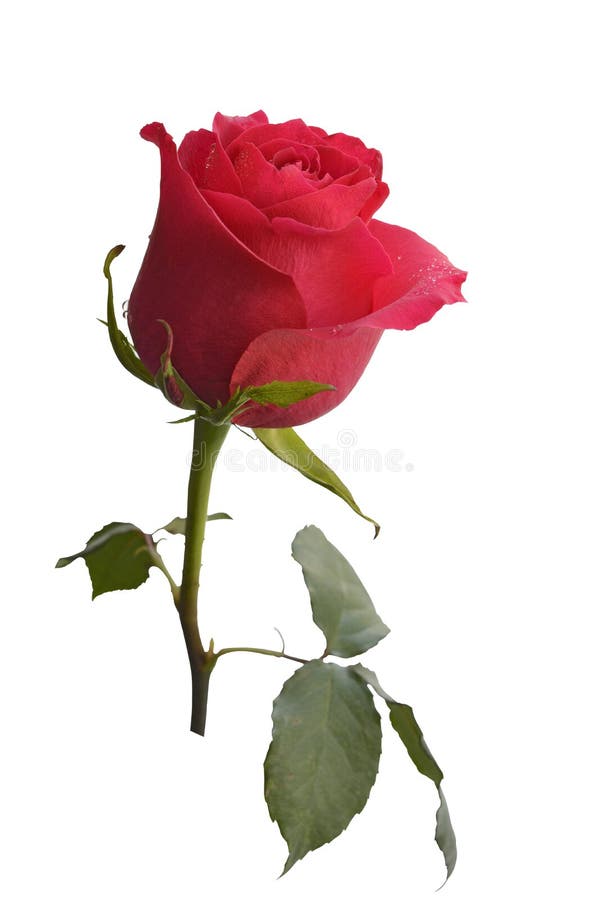 Pink Rose Bud on White Background, Side View, Flower Stock Image ...