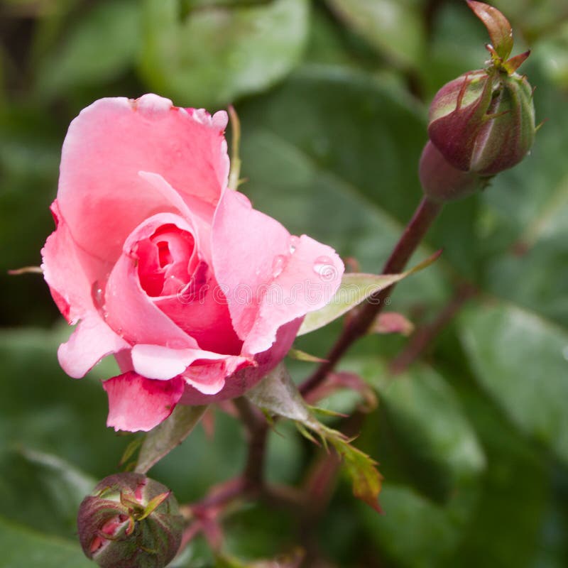 Disease Caused by Wet Conditions. Problems with Roses Stock Photo ...