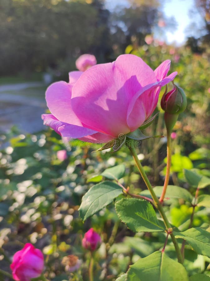 Pink Rose with Buds in the Garden Stock Image - Image of fresh, pink ...
