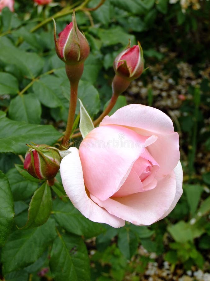 Pink Rose Buds stock image. Image of england, beautiful - 118870135